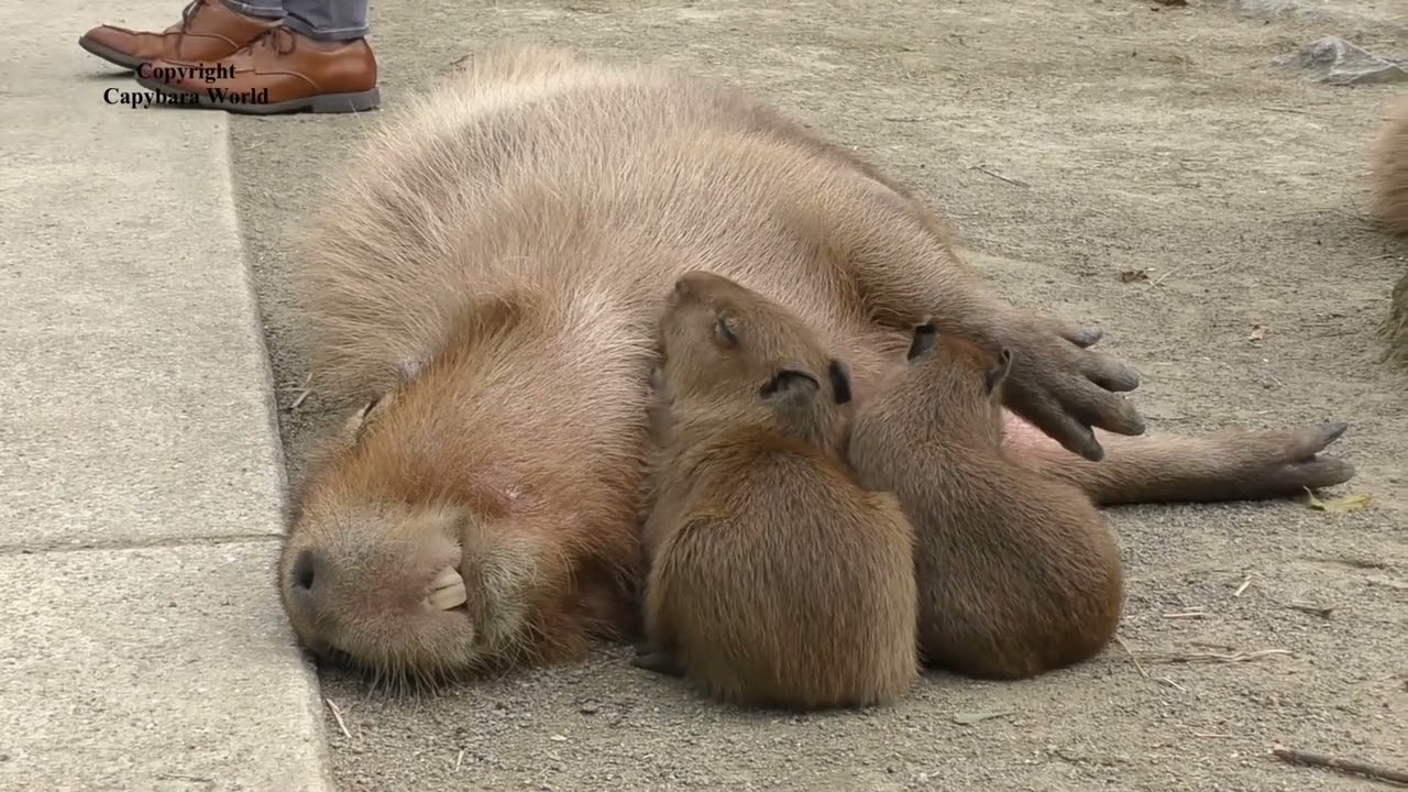 Capybara Attack