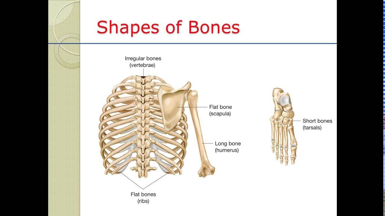 Muscle/skeletal injuries for the EMT - YouTube