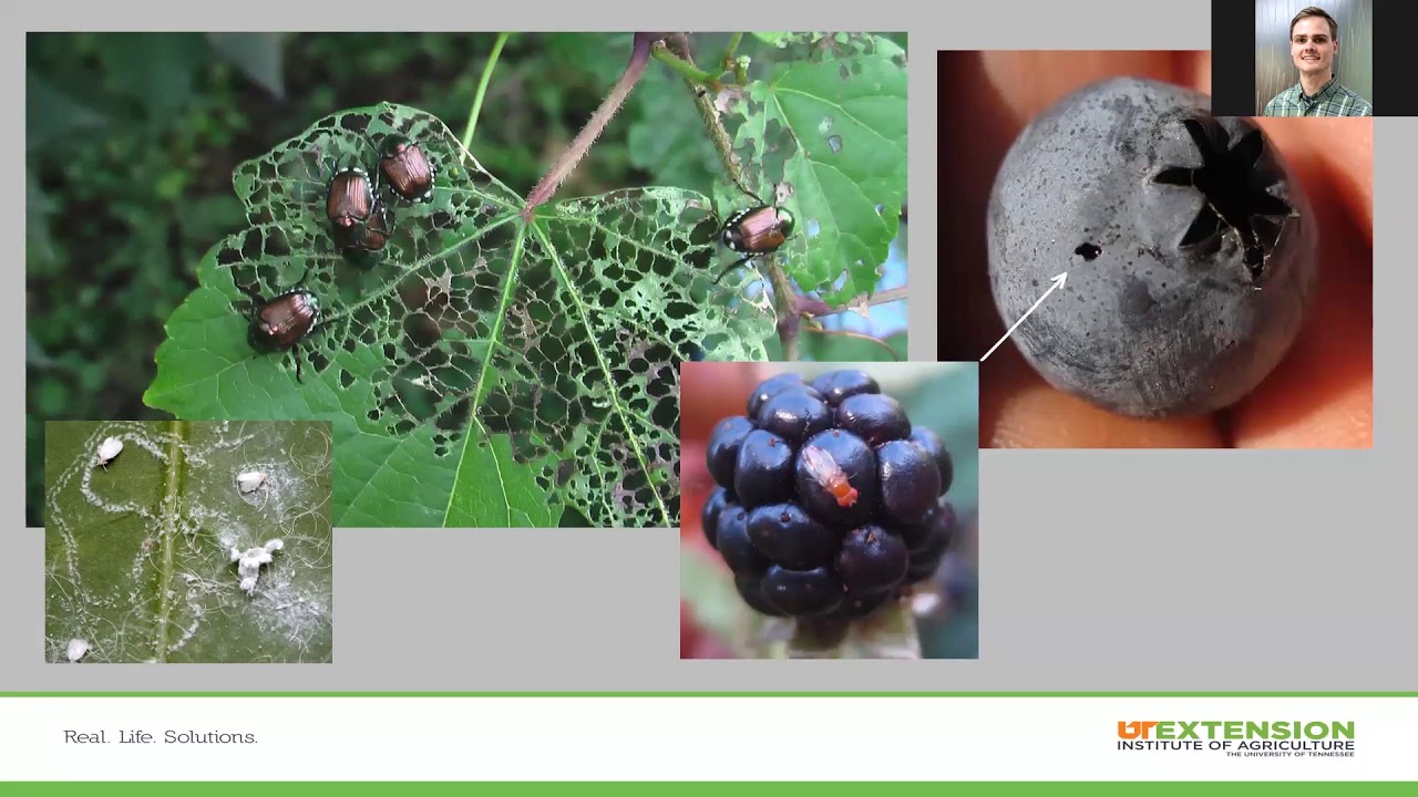 UT Extension Tuesday Topics in Horticulture- June 16th- Summer garden ...