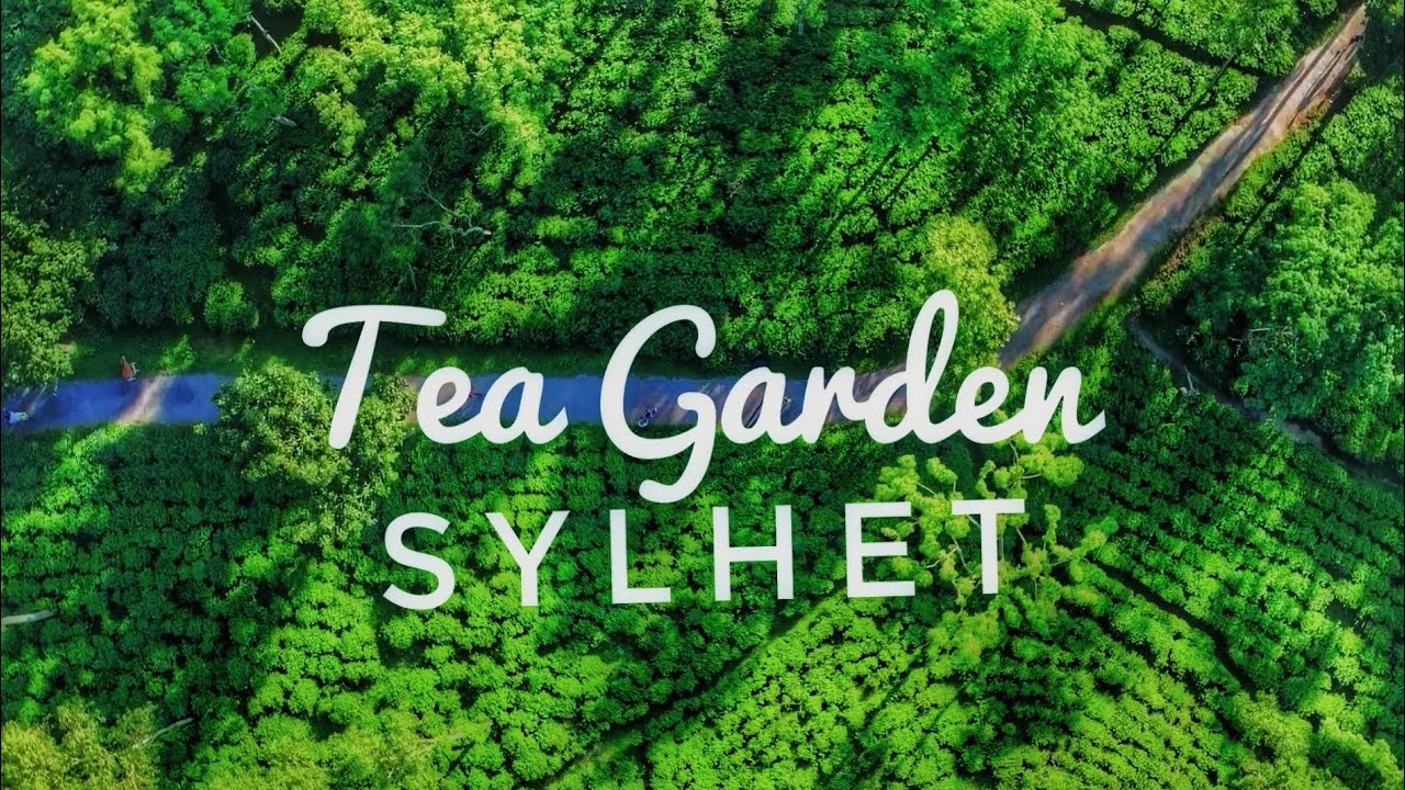Tea Garden, Sylhet. - YouTube