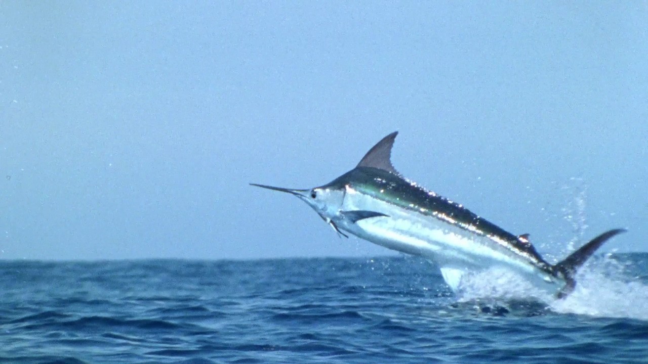 Black Marlin: Kings of the Deep Blue - YouTube