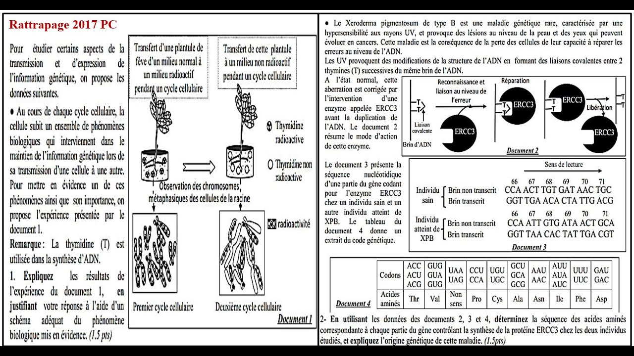 Information génétique: Rattrapage 2017 PC - YouTube