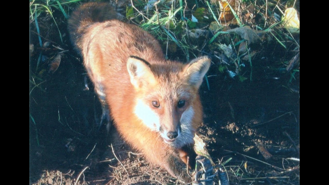 Trapping in New York Part 1 - Trapping Across America TV - YouTube