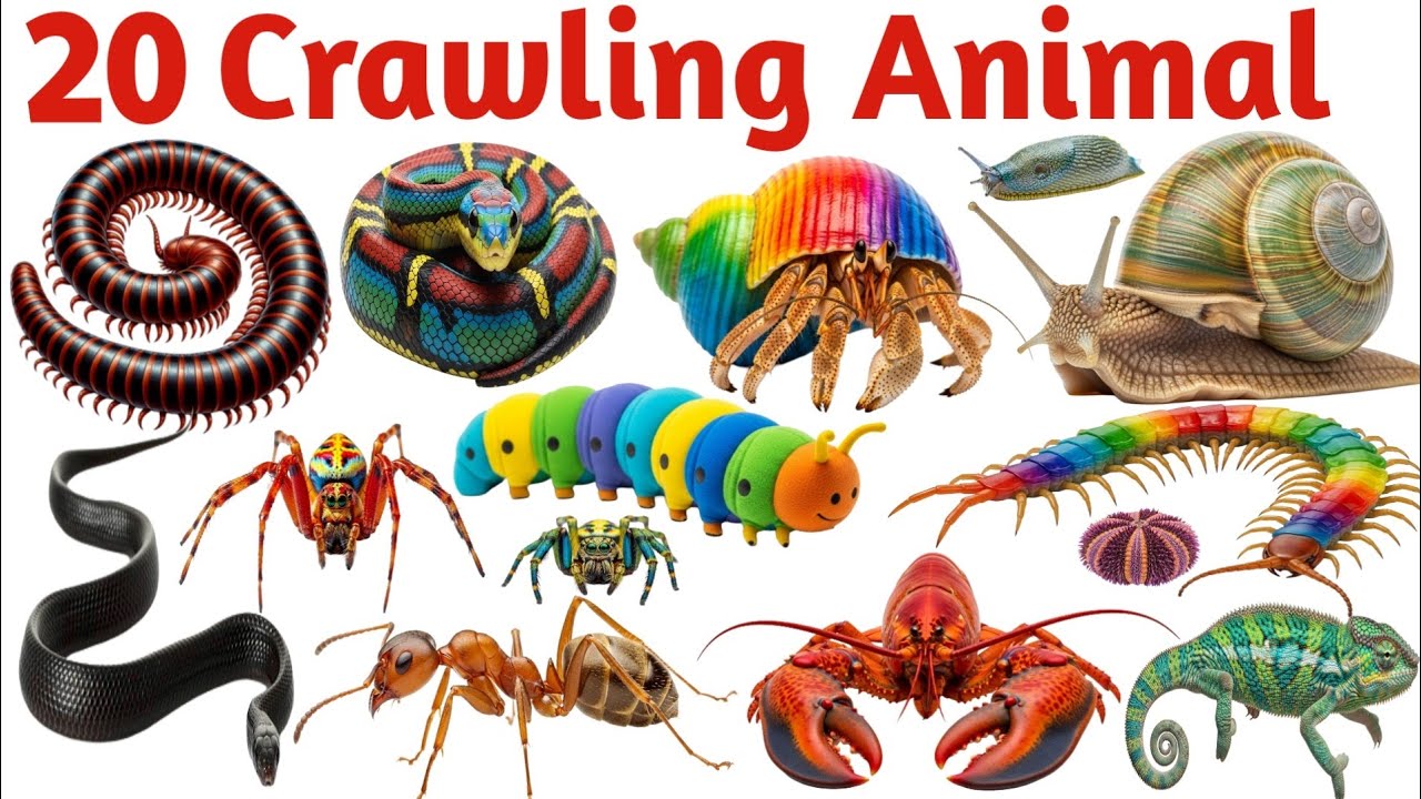 रेंगने वाले जानवरों के नाम | Crawling Animals Name for Kids | Learn 20 ...