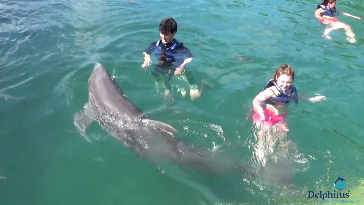 "Delphinus" video from "Xcaret Park" - (‎June ‎10, ‎2016) - YouTube