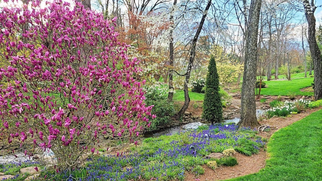 Early Spring Garden Tour - David's Garden (First Tour) - A Second Tour ...