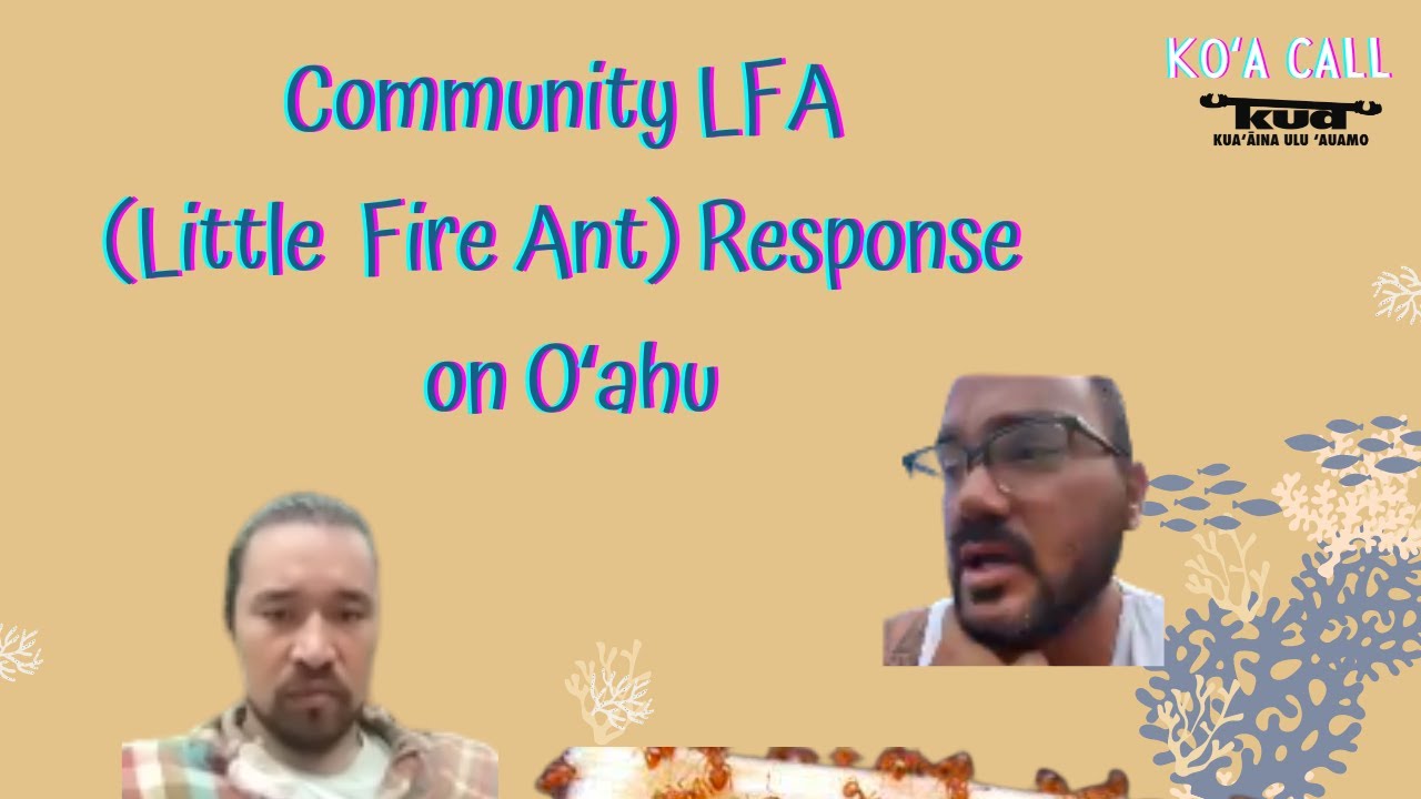 Community LFA (Little Fire Ant) Response on Oʻahu Koʻa Call - YouTube