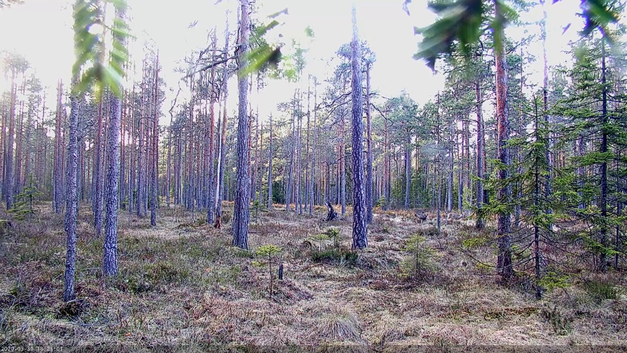 Metsis Estonia 2020 03 30 two Deers - YouTube