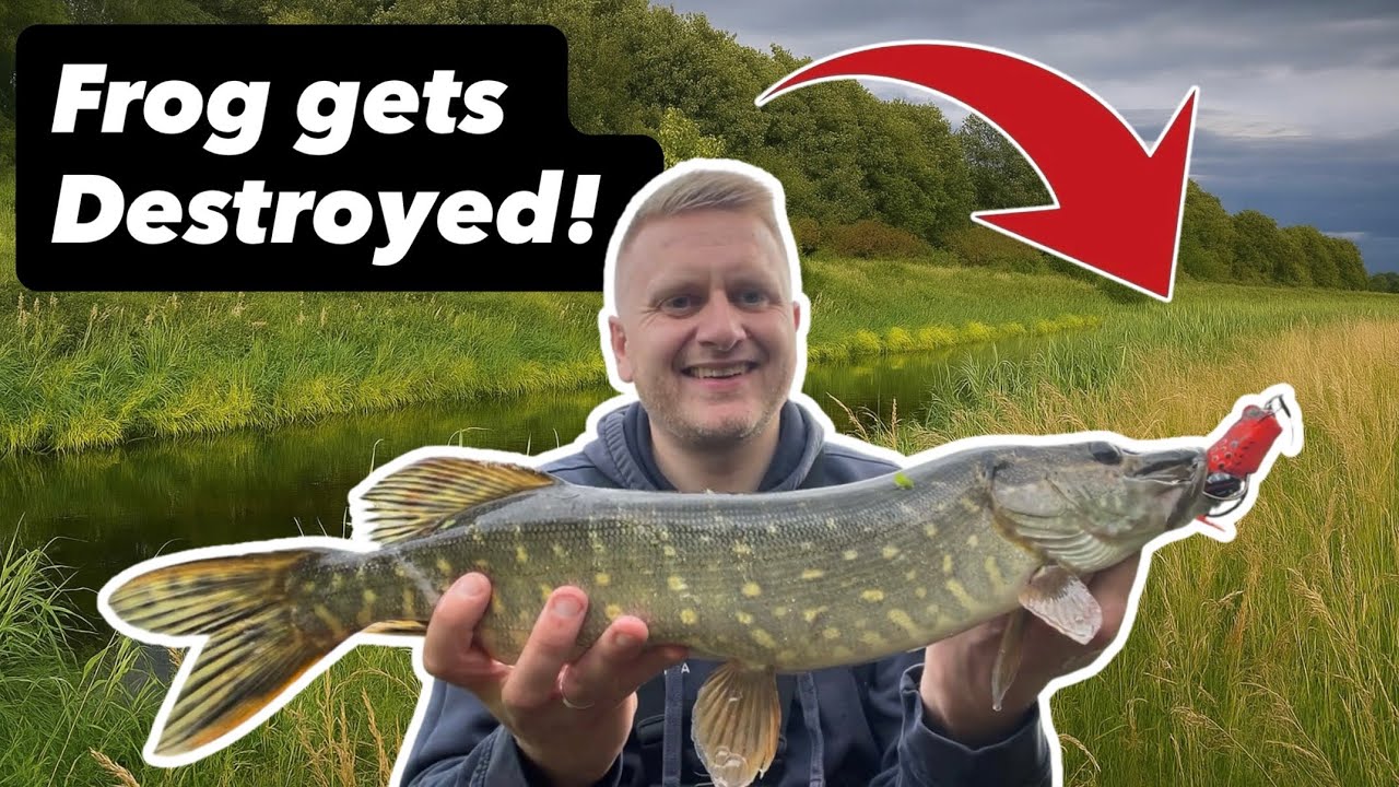 Topwater Pike Fishing with Frog Lures – Explosive Surface Strikes ...