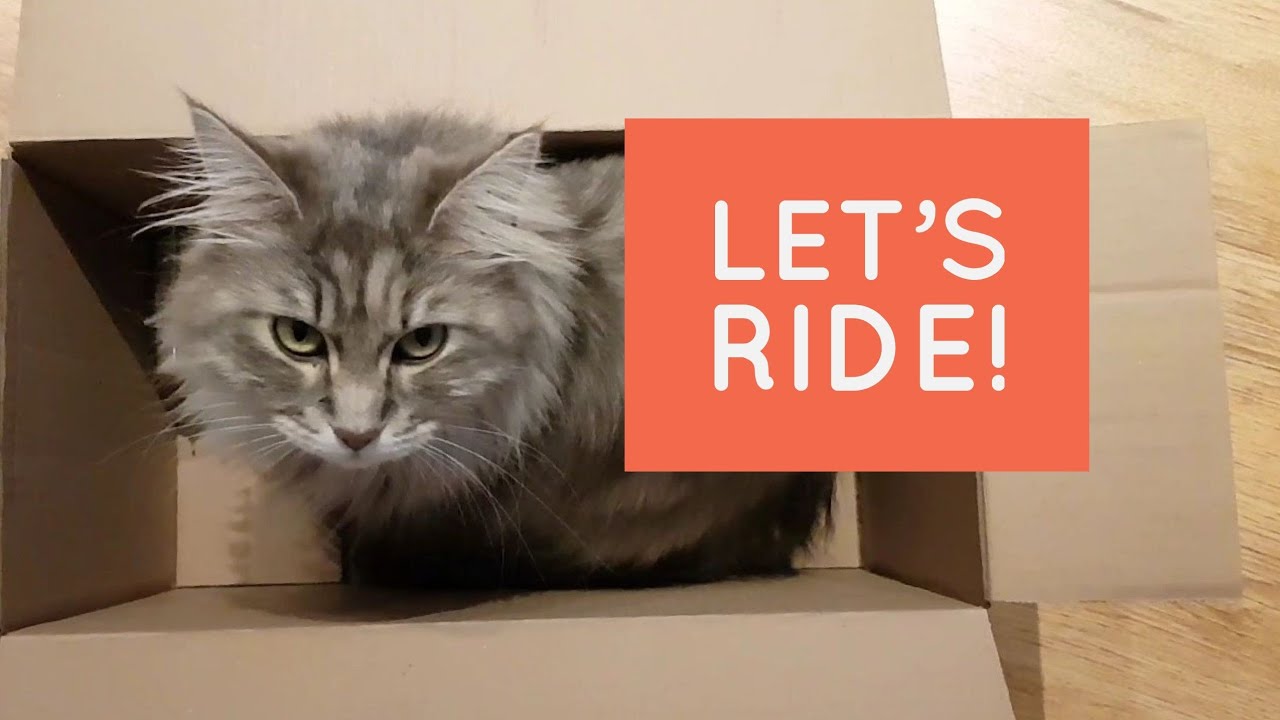 Cat enjoys her private roller coaster - YouTube