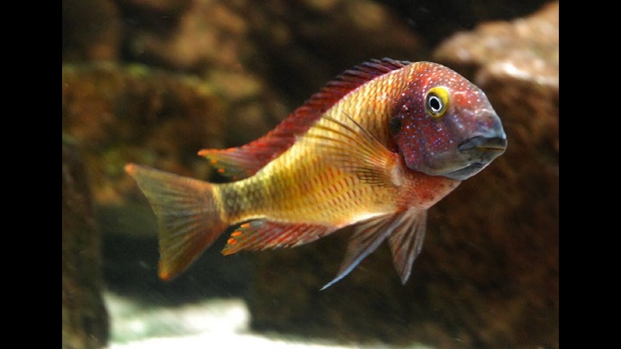Tropheus ilangi Yellow - YouTube