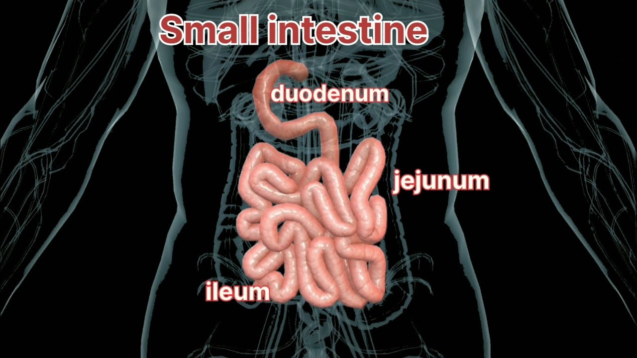 small intestine #3danimation #3danatomy #physiology #smallintestine ...