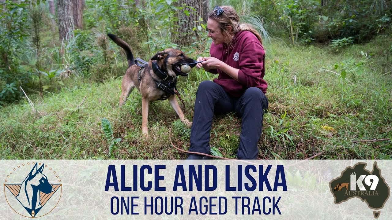 GAK9 Australia - Liska - Mantrailing - 23 Jun 24 - YouTube