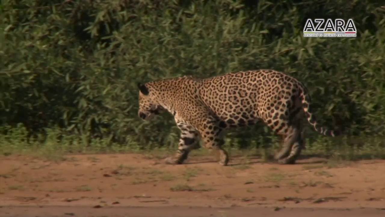 Fauna neotropical - Yaguareté - YouTube