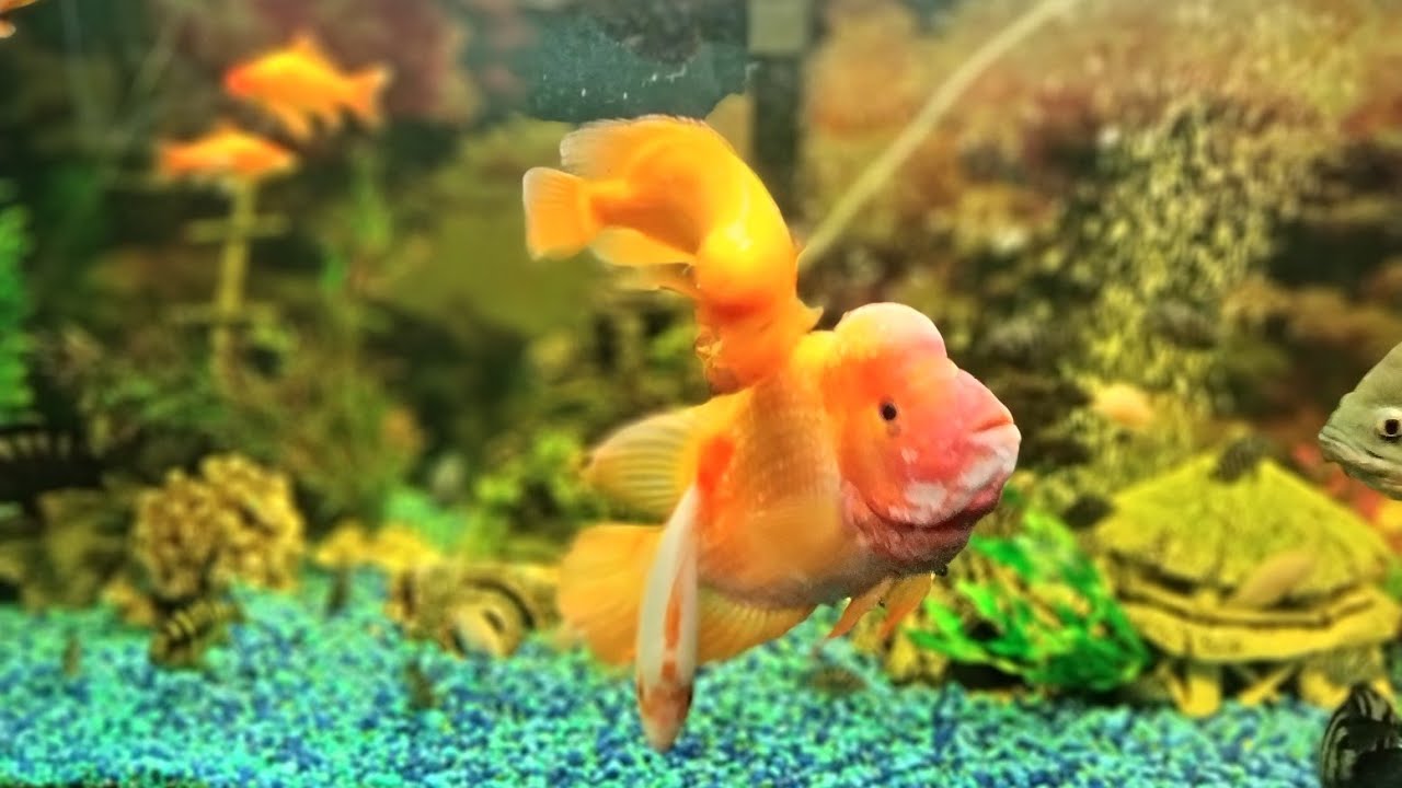 Talk Time With Cynthia is live! Another Saturday Evening Live Fish Show ...