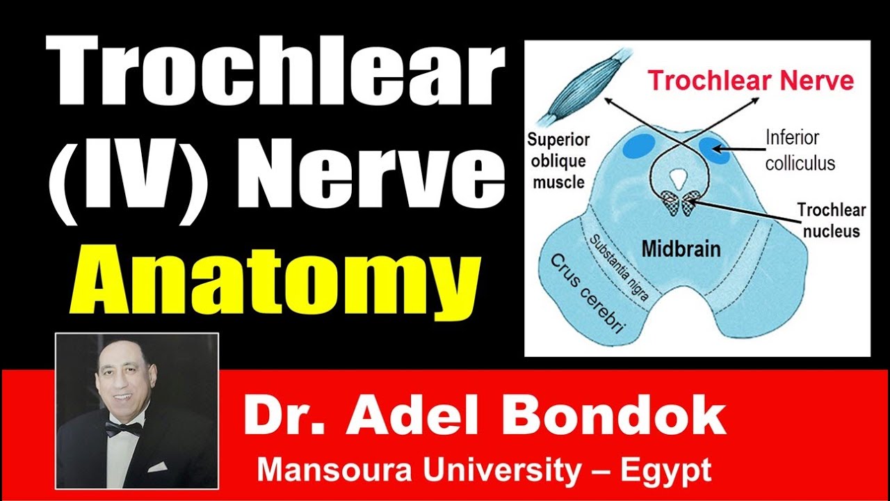 Trochlear (IV) Nerve Clinical Anatomy, Dr Adel Bondok - YouTube