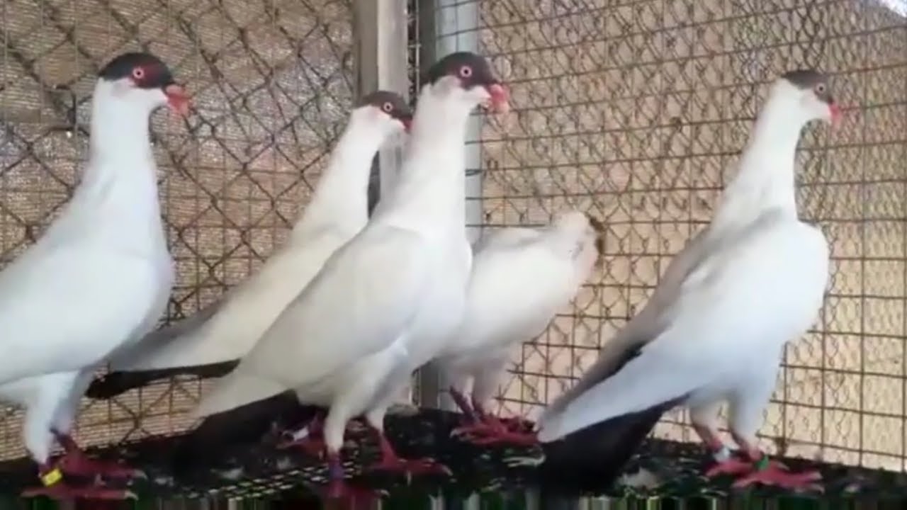 English magpie pigeons awesome colours - YouTube