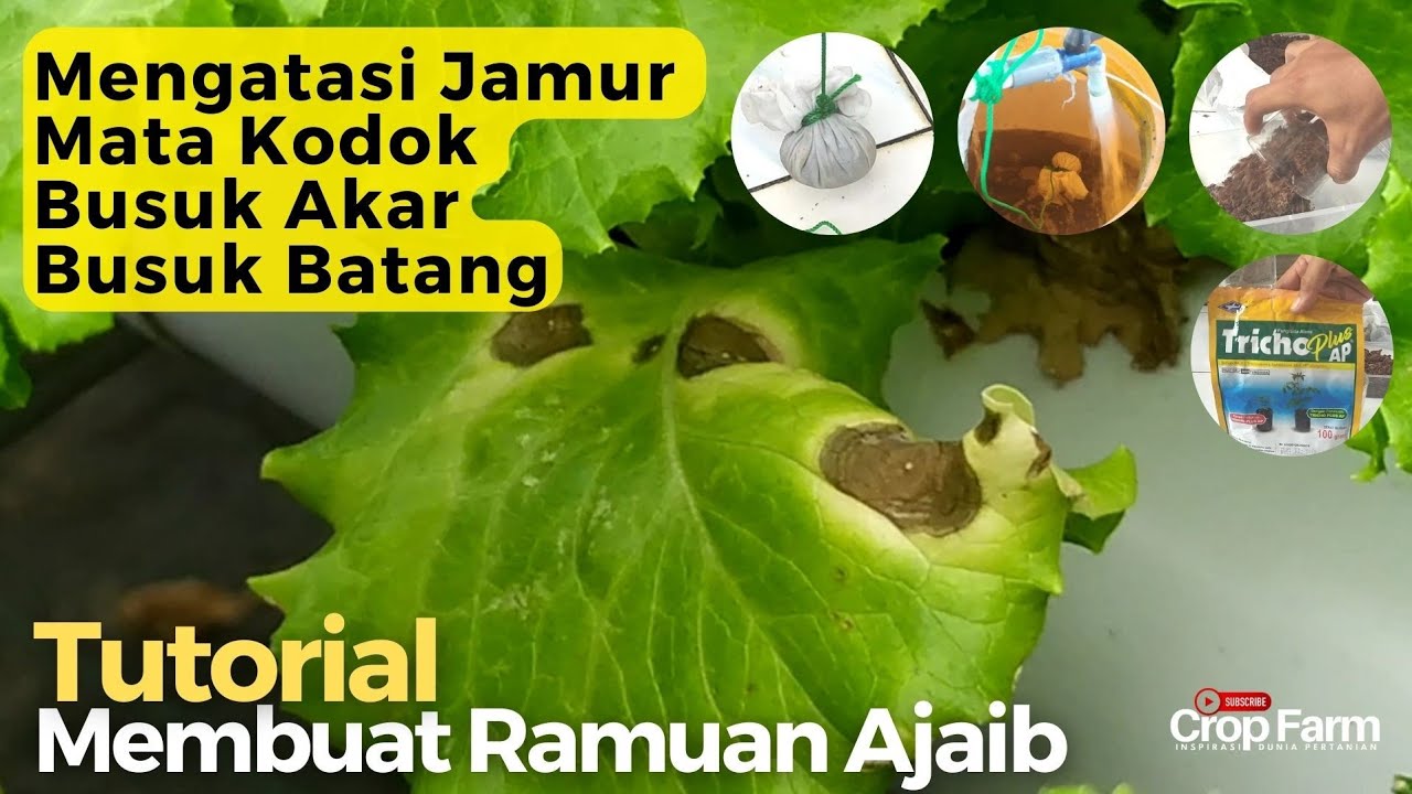 Mengatasi Mata Kodok / Jamur Cercospora Dengan Tricoderma pada tanaman ...