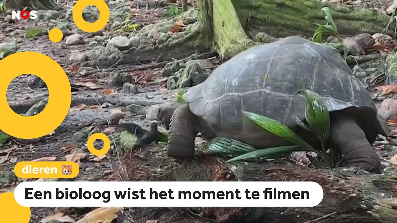 Schildpad eet vogel op: 'Dit is uniek' - YouTube