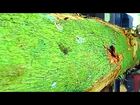 uzun tik ağacını mobilya malzemesi olarak ayırmak uzun sürmez