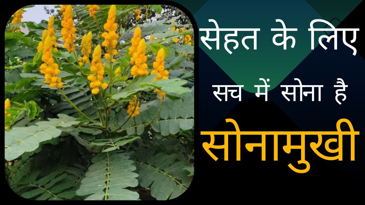 Ayurvedic Benefits of Sonamukhi: सेहत से लिए सुपर फायदेमंद पौधा सनाय यानि सोनामुखी | Jeevan Kosh ...
