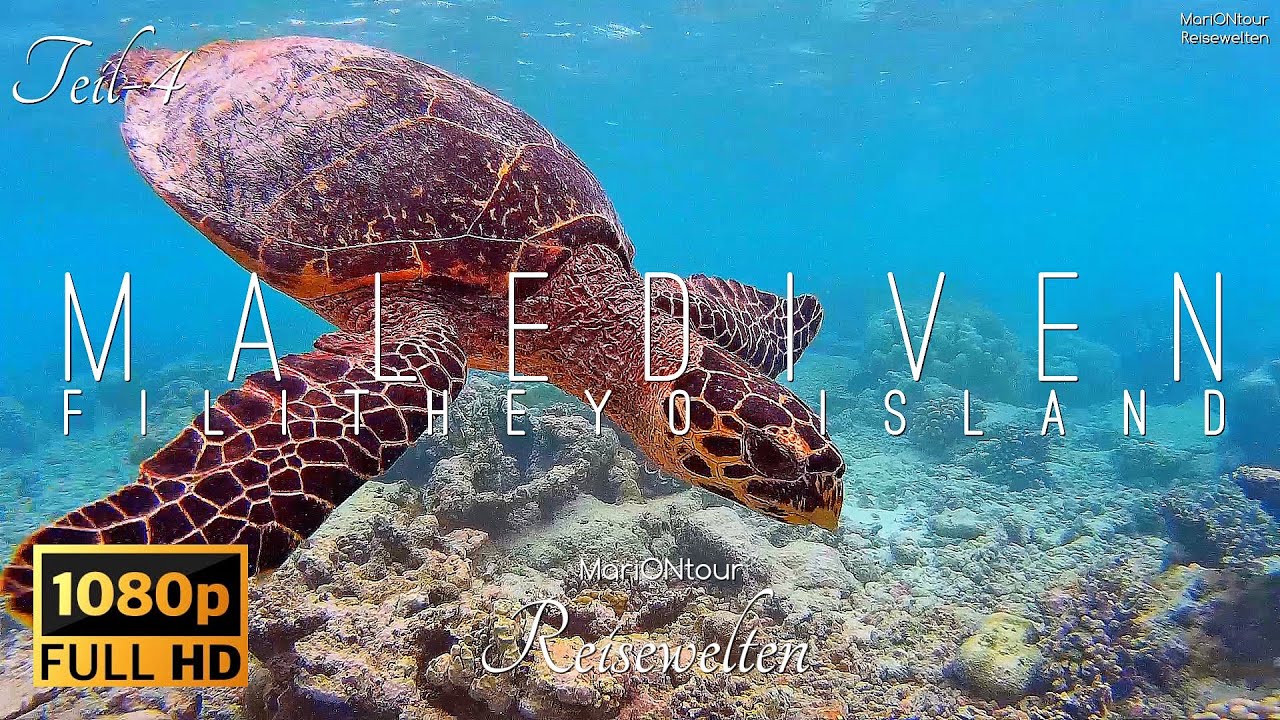 🇲🇻 4/4 MALEDIVEN, Filitheyo Island, Haie, Turtles, Feeali, Abreise ...