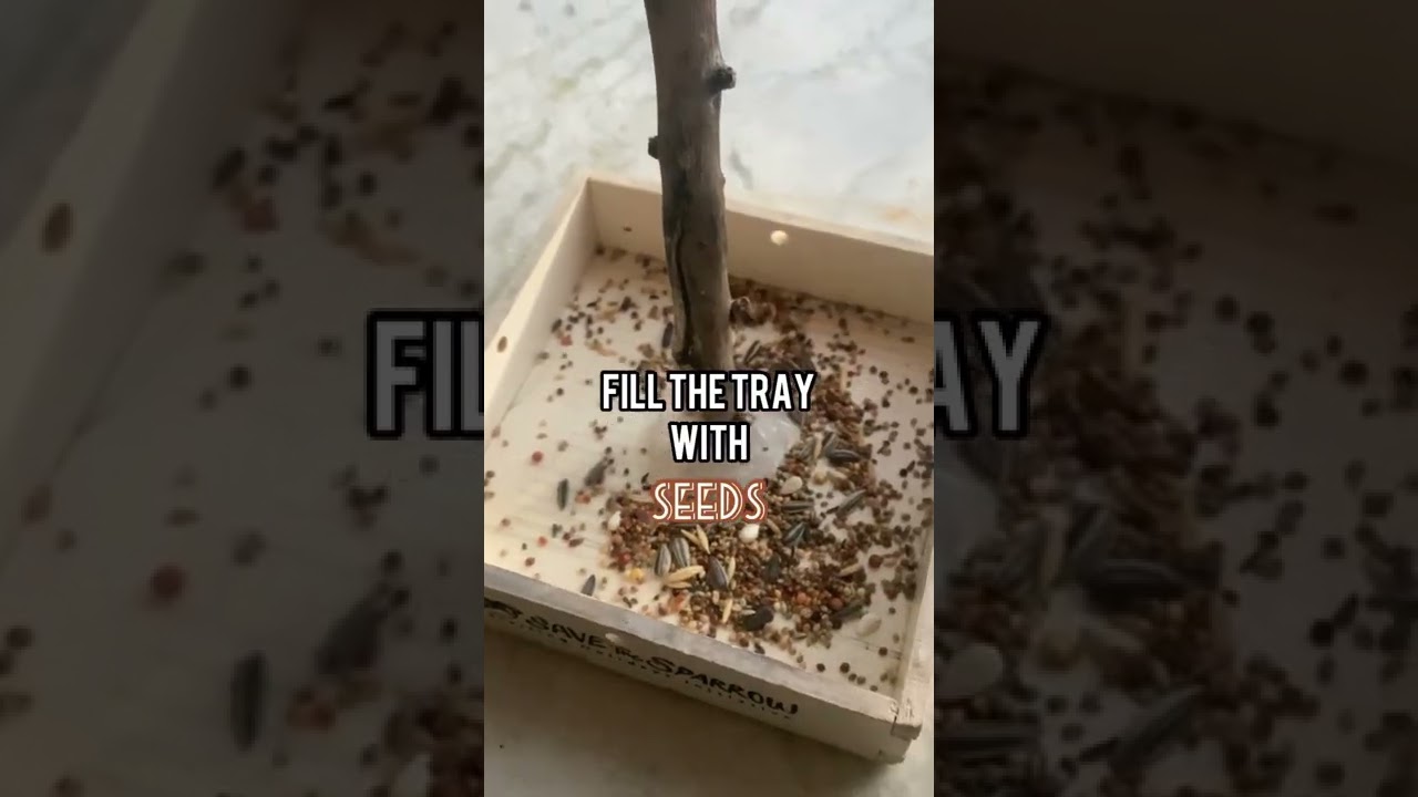 How to make DIY toys / foraging toys for birds ( easy and quick ) - # ...