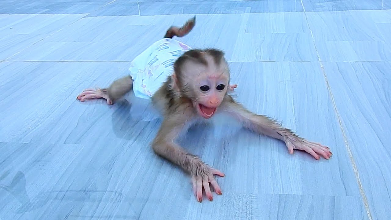 Baby Bunny fea.rful no confidence to step to walk on floor. - YouTube