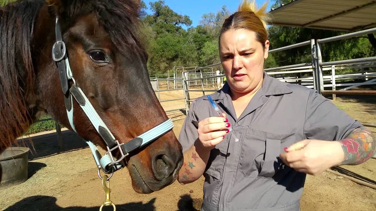 Horse iv inj - YouTube