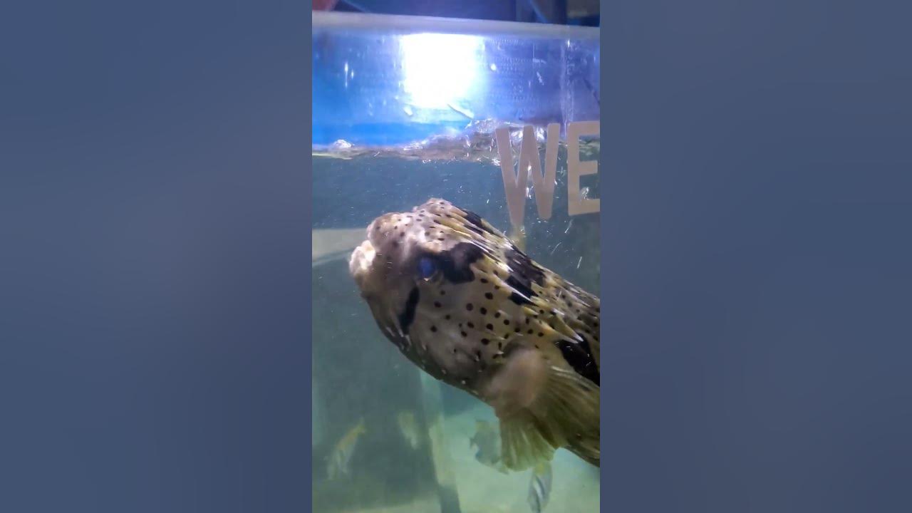 Puffer fish munching - YouTube