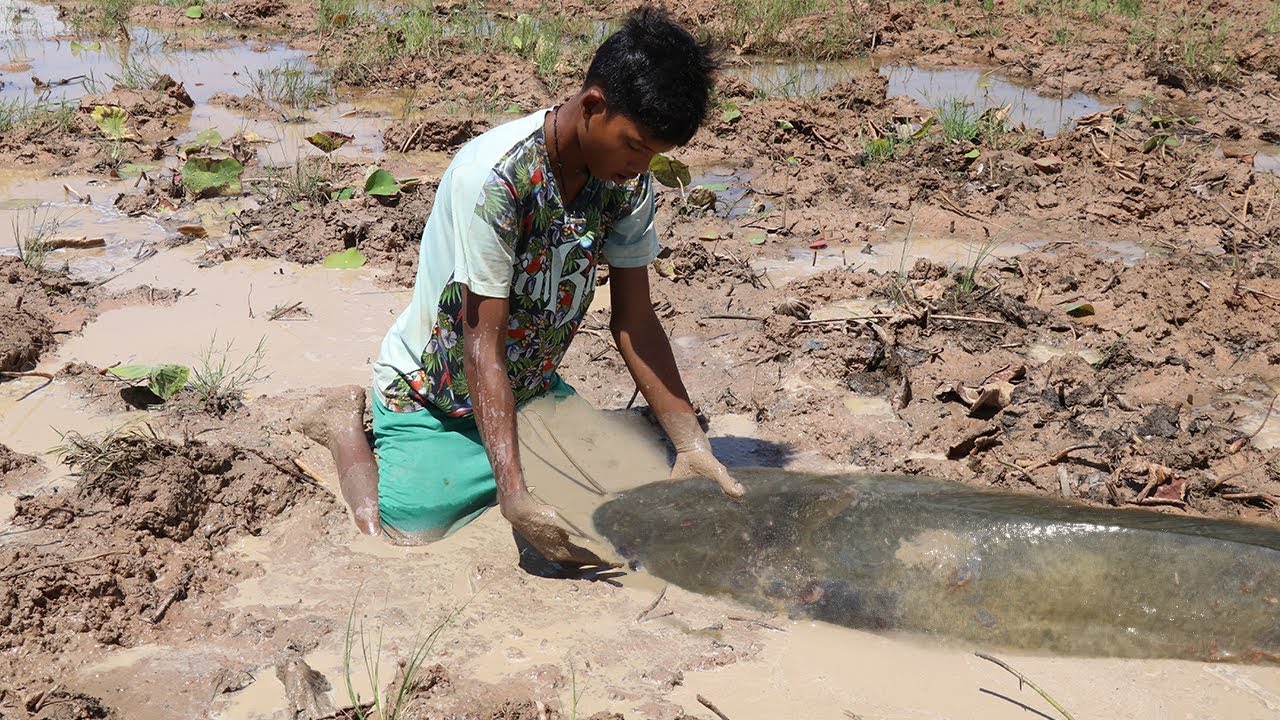 Unique Fishing | Catch Catfish in Dry Soil Field - Find Catfish in ...