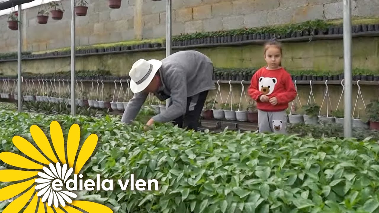La profesionin e mësimdhënësit, për të kultivuar fidane - YouTube