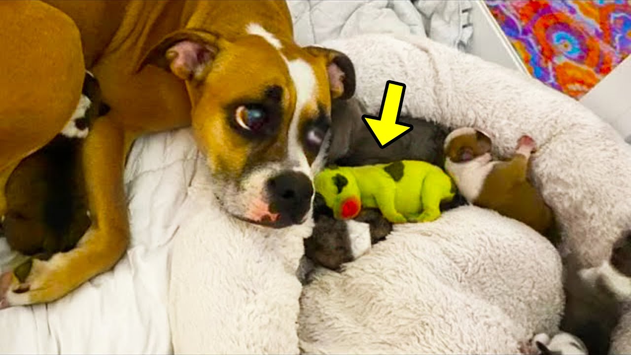 Dog Gives Birth To Something Rare, The Owners SCREAM When They Notice ...