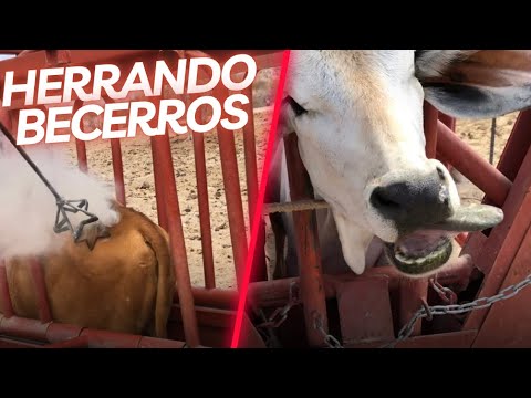 Una mañana en el rancho herrando becerros🐮🌵🤠 - YouTube