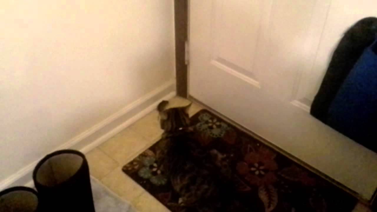 Xena Tormenting a Mouse - YouTube