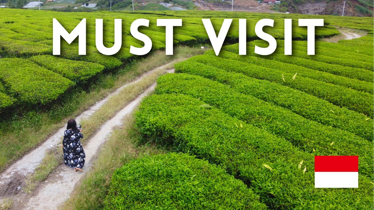 This INDONESIAN Tea Plantation 🇮🇩 is GORGEOUS 😍 - YouTube