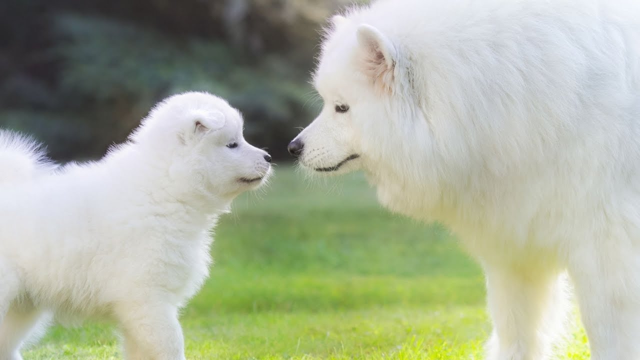 Exercising and Bonding with Your Samoyed Dog - YouTube