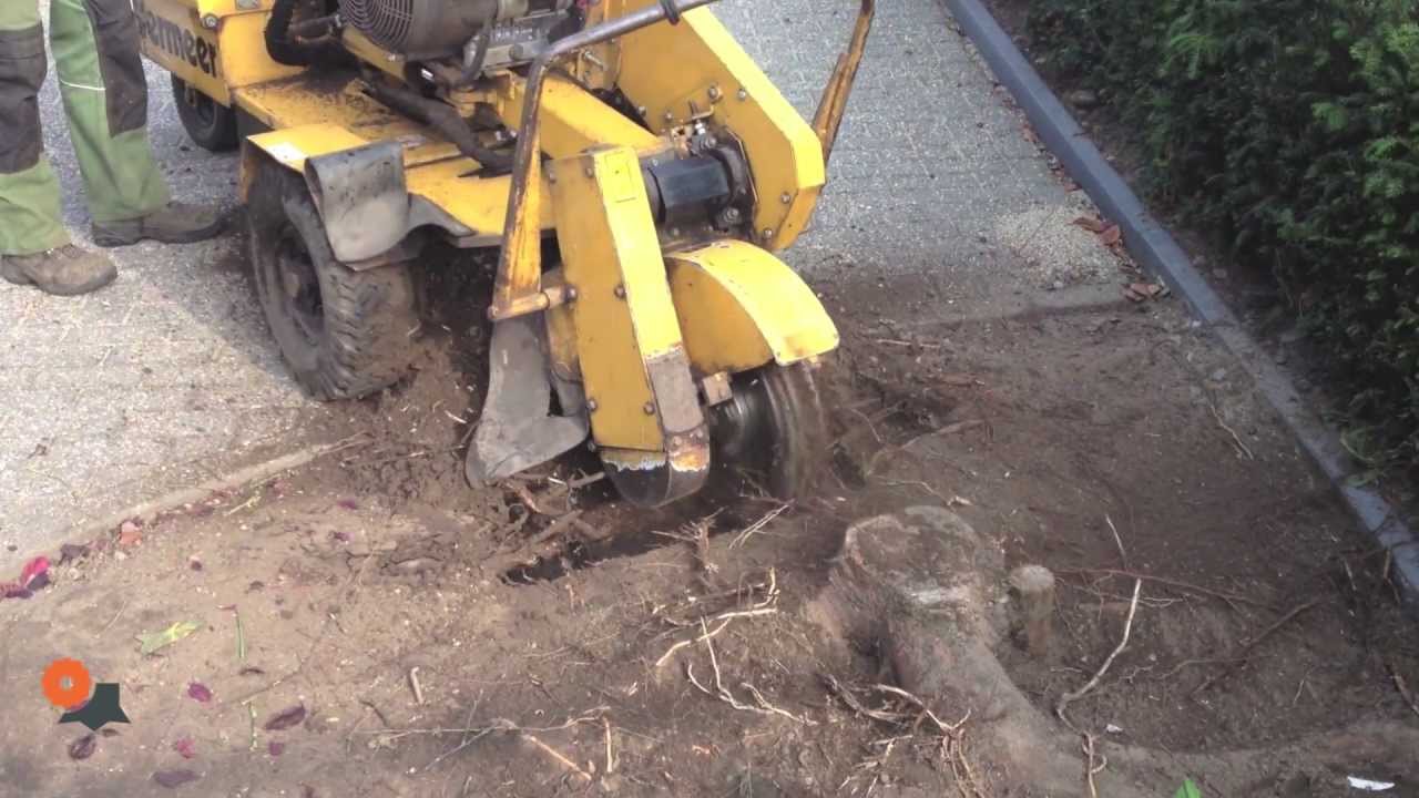 Boomwortels en boomstronk verwijderen met stobbenfrees, stronkenfrees ...