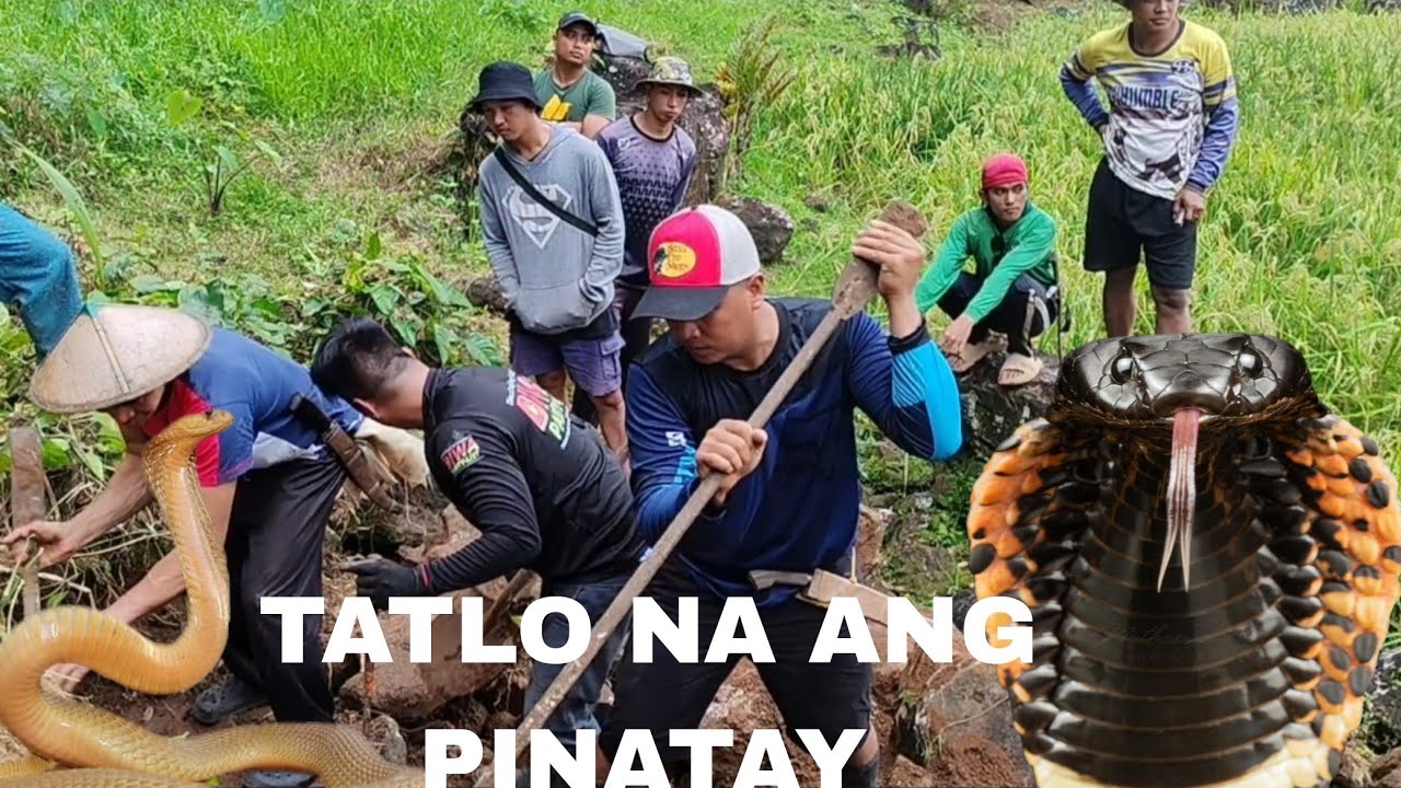 TATLO NA ANG NAPAT*Y KILA KA INSAN # COBRAPRINCE - YouTube