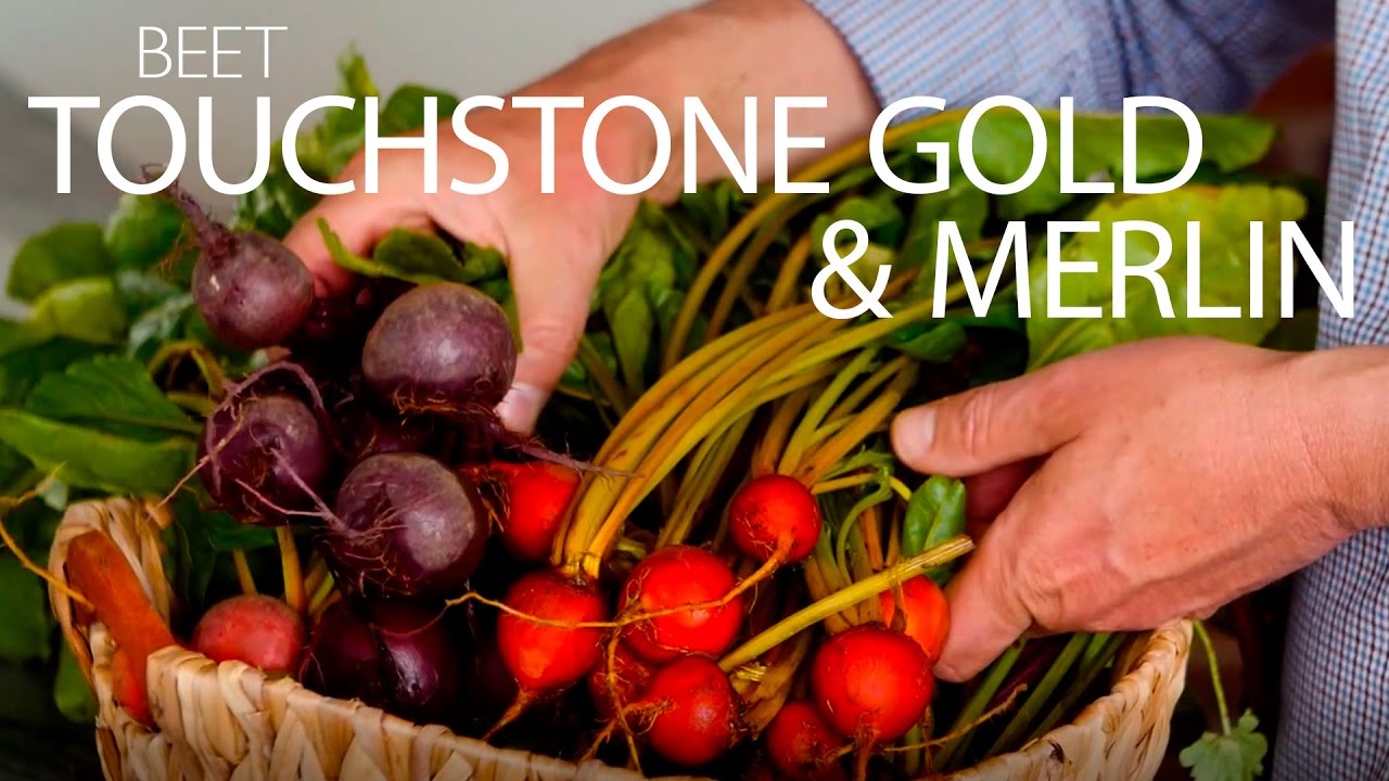 Beet Touchstone Gold and Merlin - P. Allen Smith Home Grown Collection ...