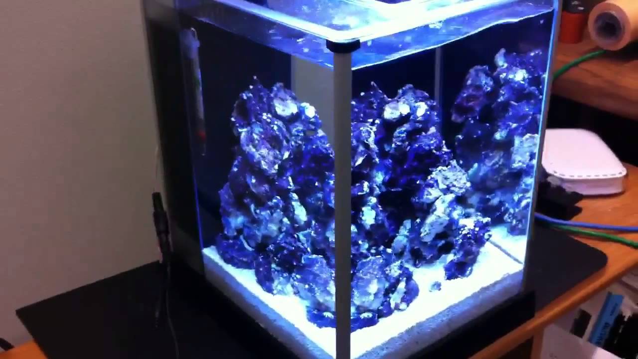 Fluval spec 3 reef tank 1 month old - YouTube