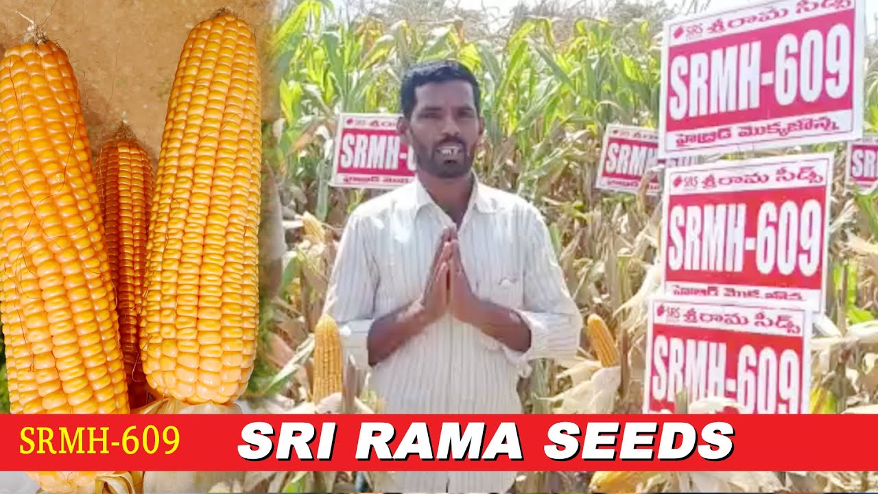 Farmer Experience with SRI RAMA SEEDS SRMH-609 @sriramaseeds # ...