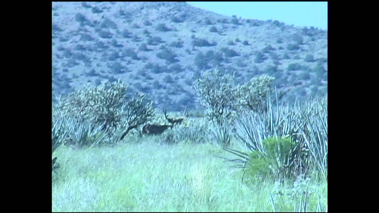 MIA Wide Cactus Mule Deer - YouTube
