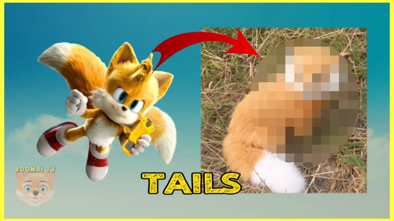 SONIC IN REAL LIFE 🤩 Hedgehog Sonic Characters, Tails, Knuckles and ...