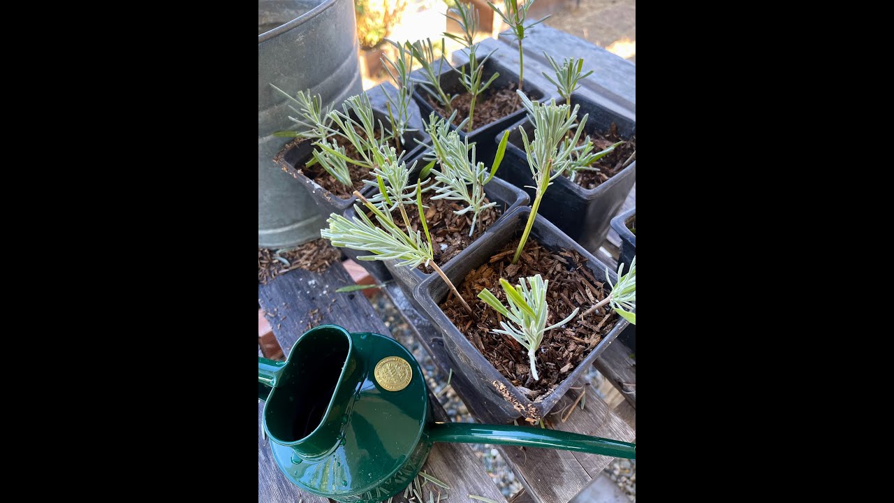 Lavender Lovers, Multiply Your Plants! 🌿 Ultimate Guide to Propagating ...