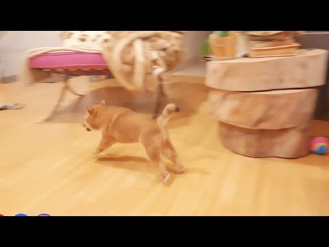 fast as the wind! - YouTube