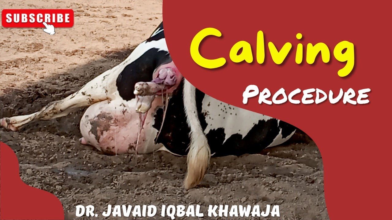 Calving procedure in dairy cow | گائے میں بچہ دینےکاعمل | Precautions ...