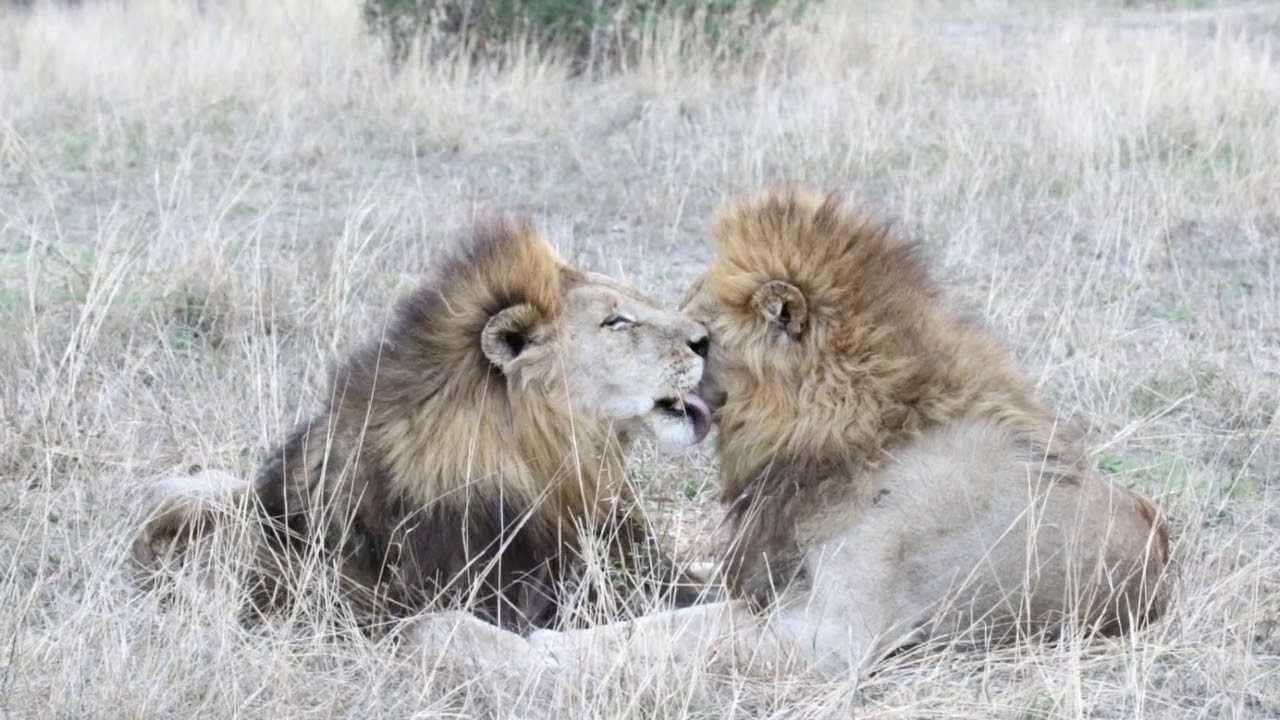 Male lions grooming - YouTube