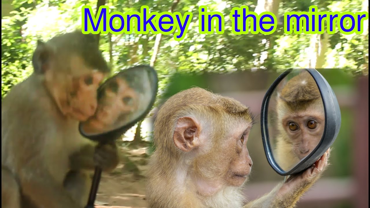 The Monkey in the mirror | monkey in the mirror documentary monkey ...