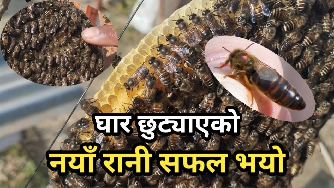 नयाँ रानी सफल भएको कसरी थाहा पाउने? mauri palan kasari garne | bee ...